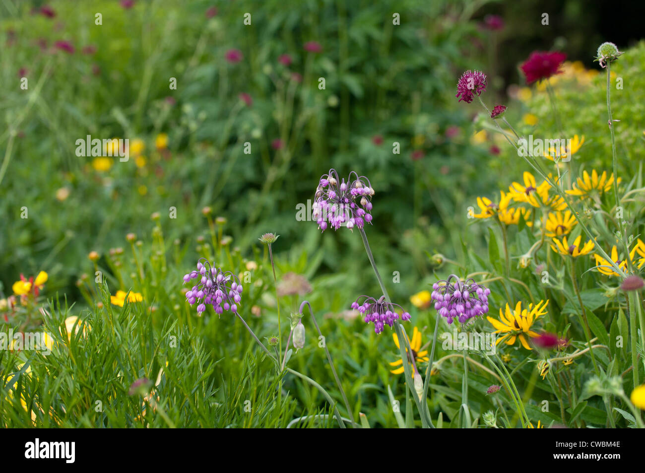 Perennial plants bed in Dendrological Garden, Czech Republic on August ...