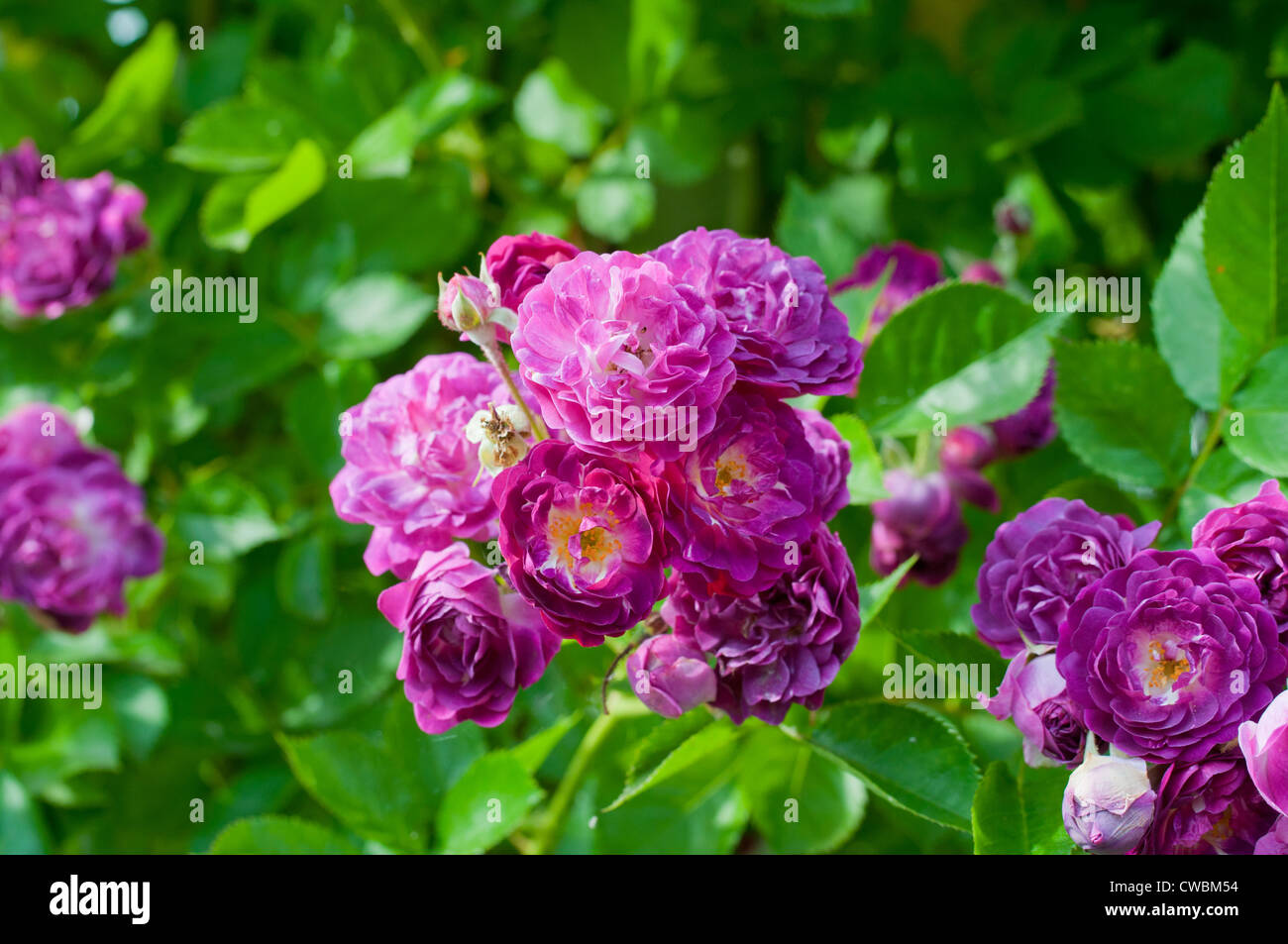 Roses in plant collections in Dendrological Garden, Czech Republic on ...