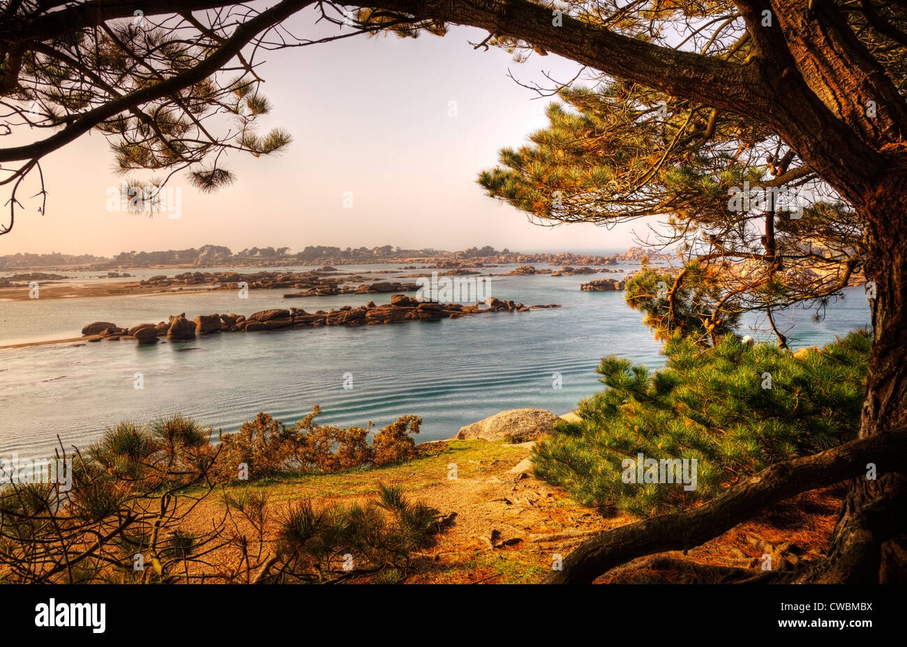 Nice late afternoon view from a shady forest of pine trees, over the ...