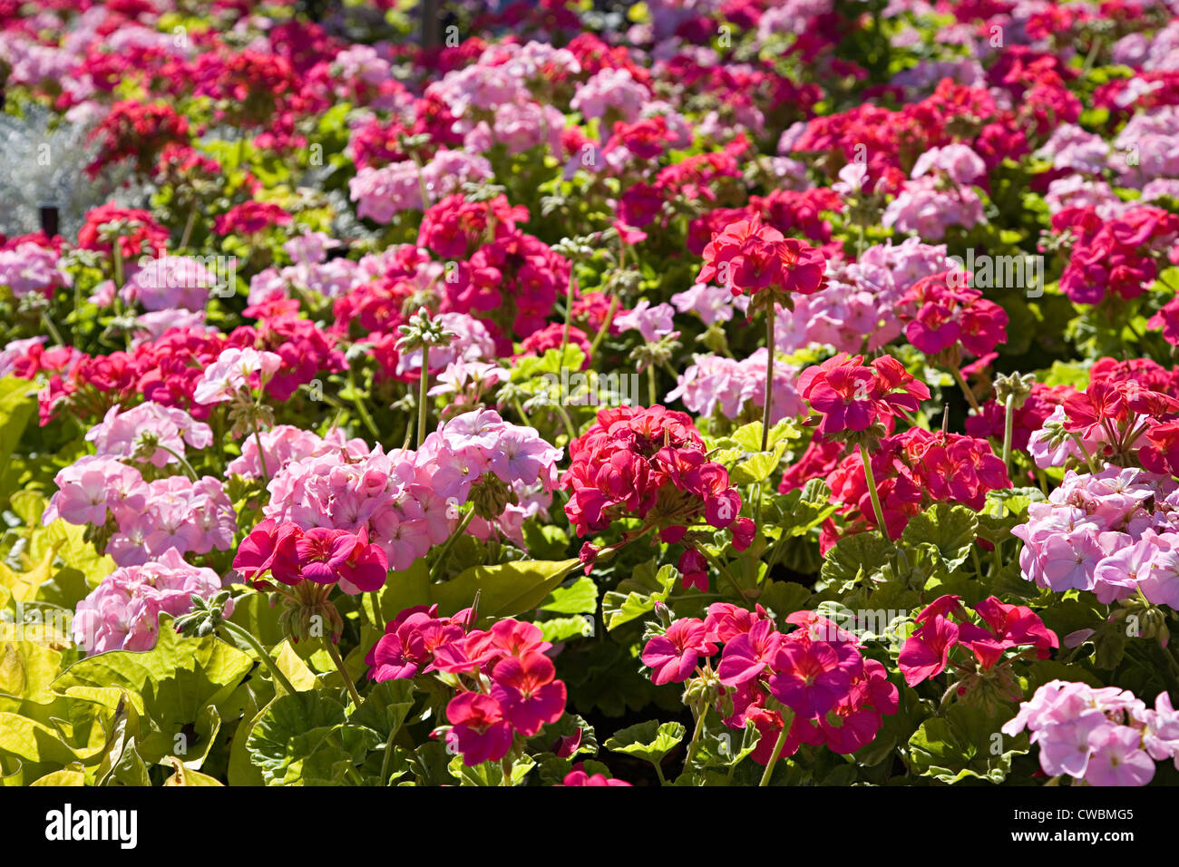 Geranium flowers in garden, Canada Stock Photo - Alamy