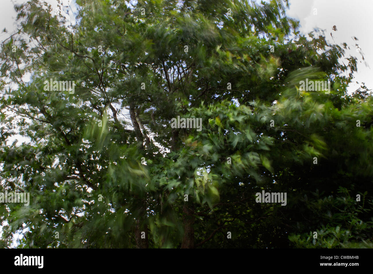 Tree blowing in the wind Stock Photo - Alamy
