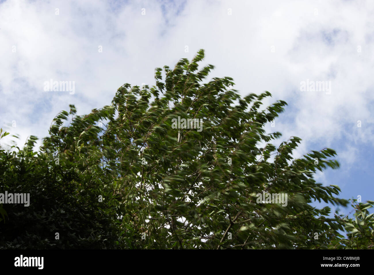 Tree blowing in the wind hi-res stock photography and images - Alamy