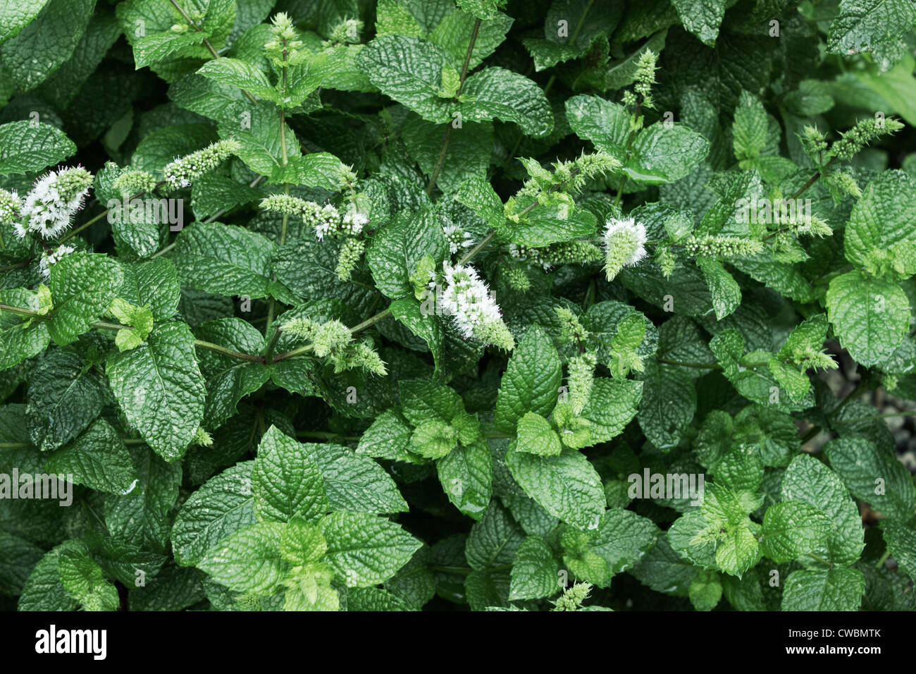 Garden mint hi-res stock photography and images - Alamy