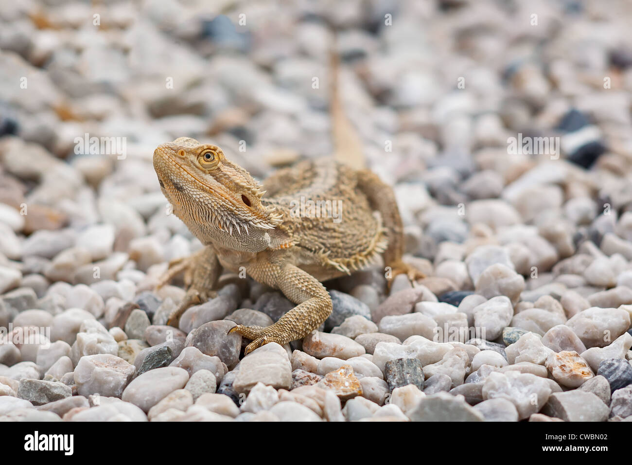 Bearded dragon photo hi-res stock photography and images - Alamy