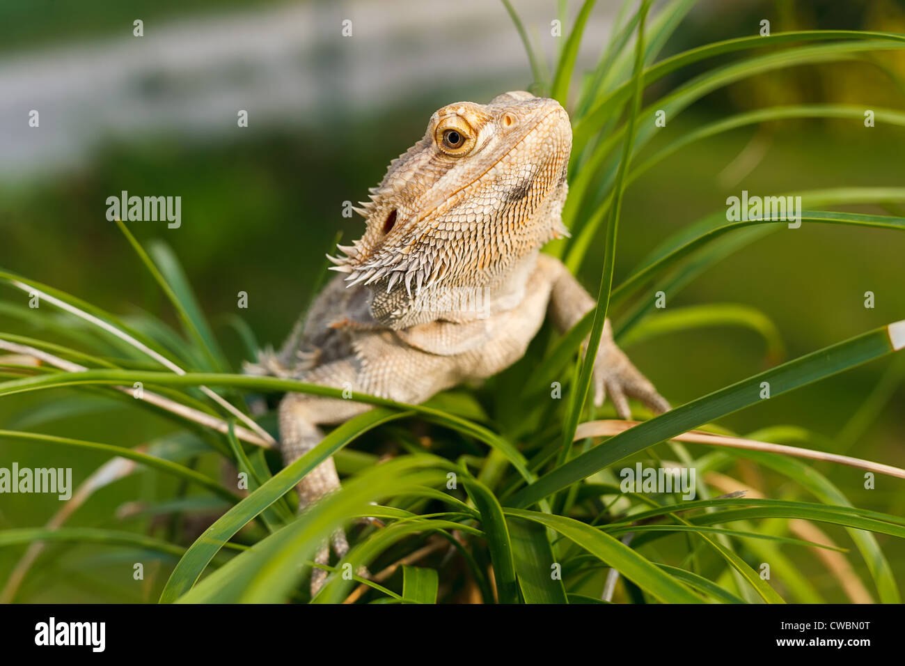 Bearded palm tree hi-res stock photography and images - Alamy