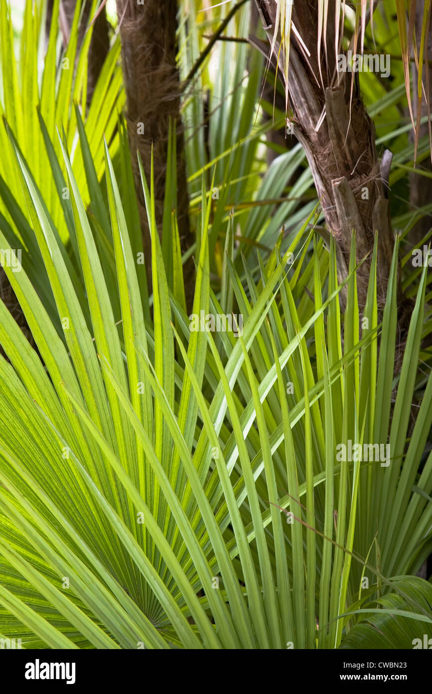 Paurotis palm, also known as Palma de Pantano, Everglades palm, Madiera ...