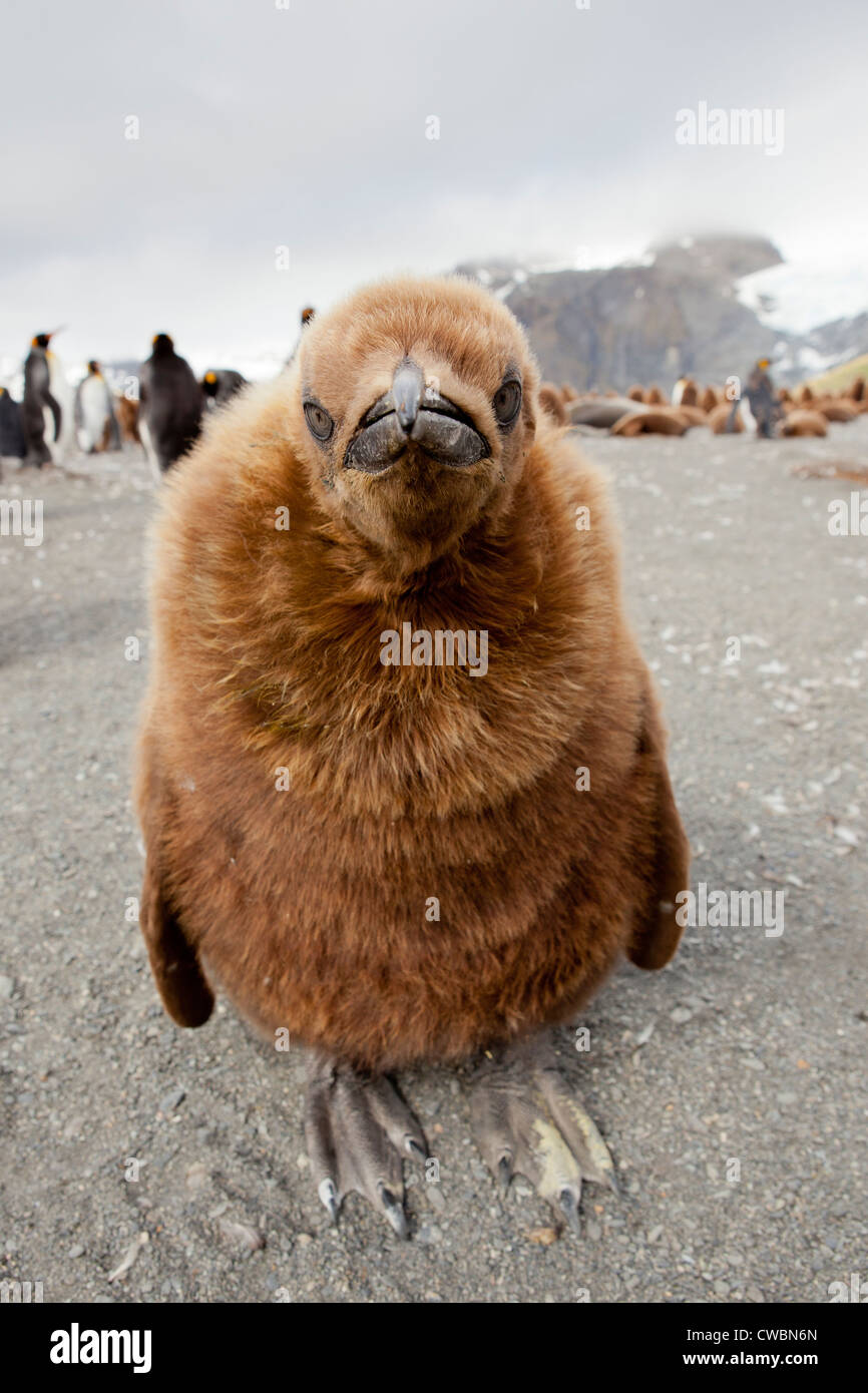 King Penguins Aptenodytes patagonicus on South Georgia South Sandwich ...