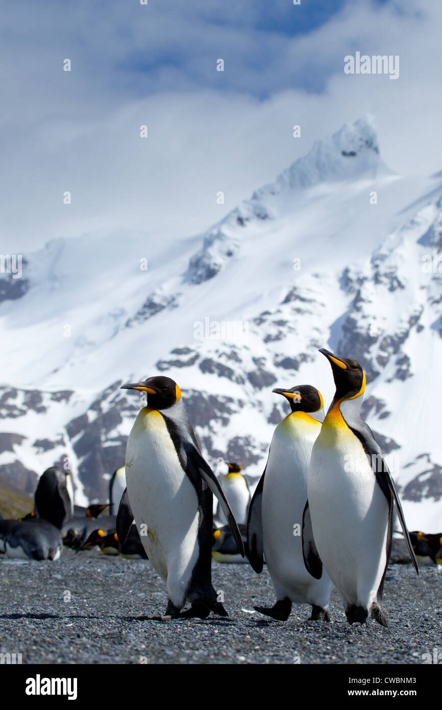 King Penguins Aptenodytes patagonicus on South Georgia South Sandwich ...