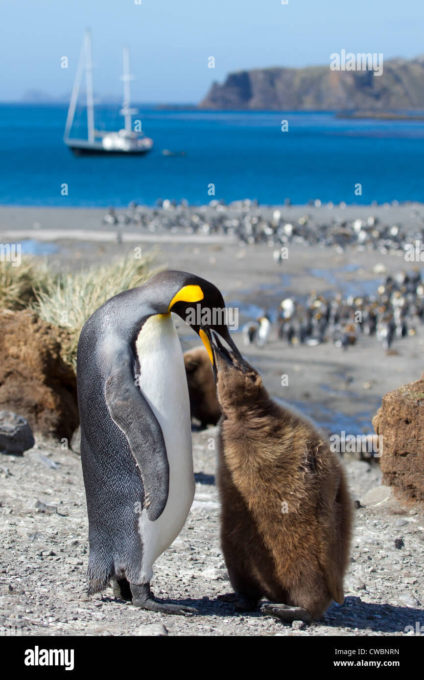 King Penguins Aptenodytes patagonicus on South Georgia South Sandwich ...