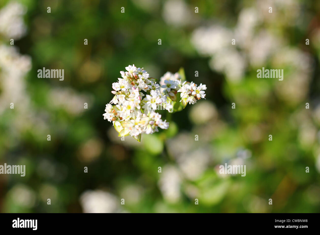 Beautiful close up buckwheat hi-res stock photography and images - Alamy