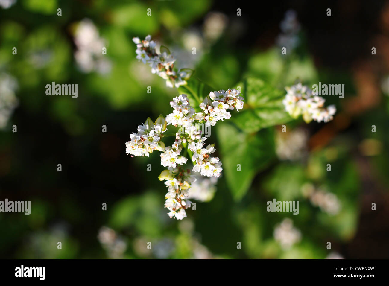 Buckwheat color hi-res stock photography and images - Alamy