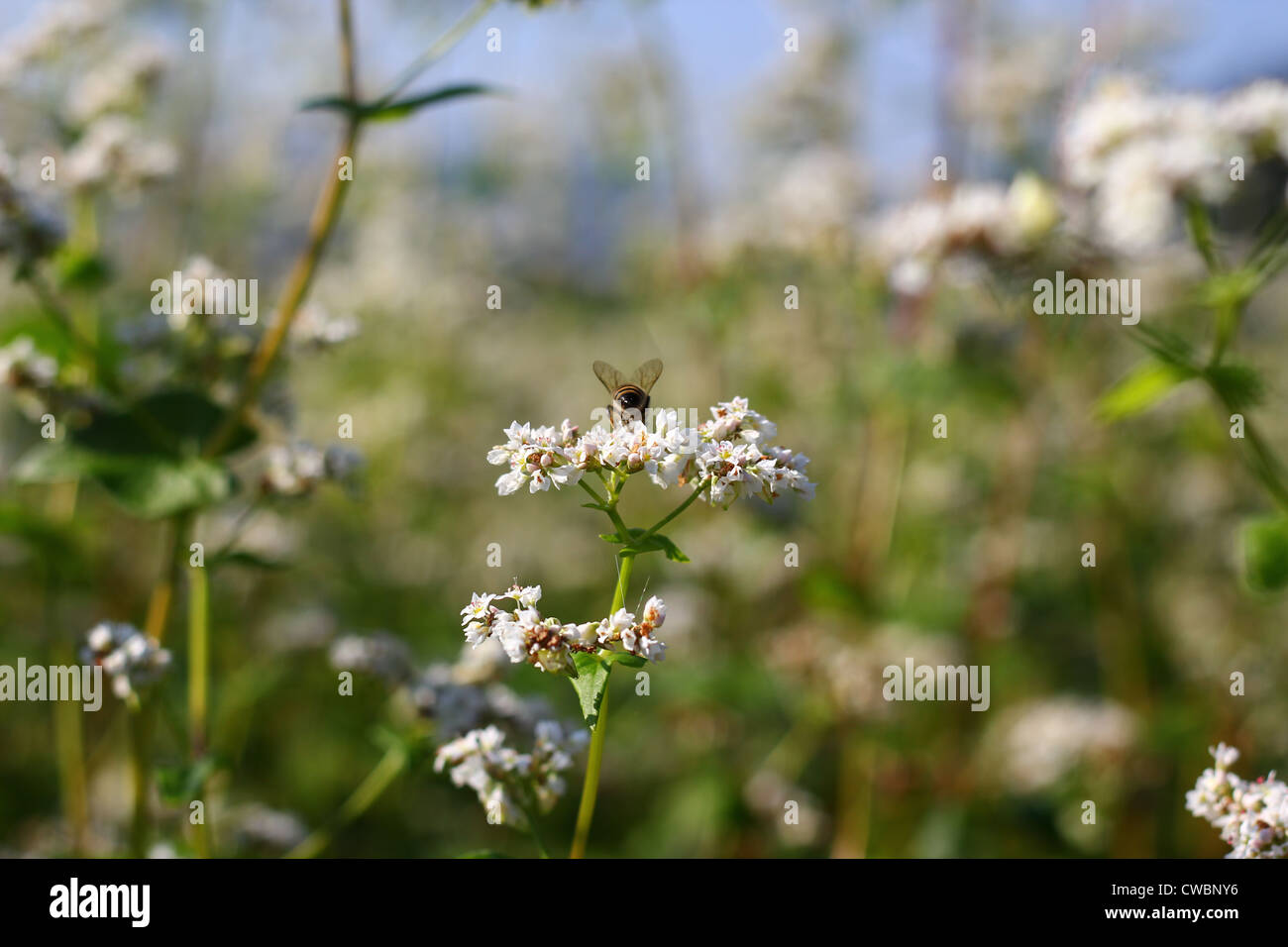 Blooming field buckwheat on hi-res stock photography and images - Alamy