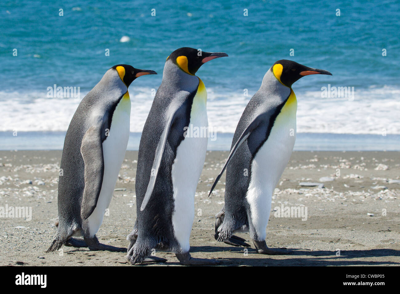King Penguins Aptenodytes patagonicus on South Georgia South Sandwich ...