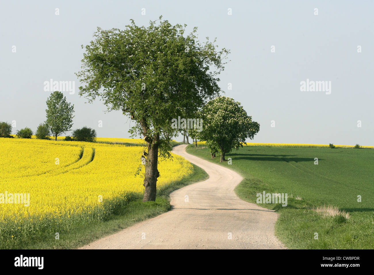 Small road between two fields Stock Photo - Alamy
