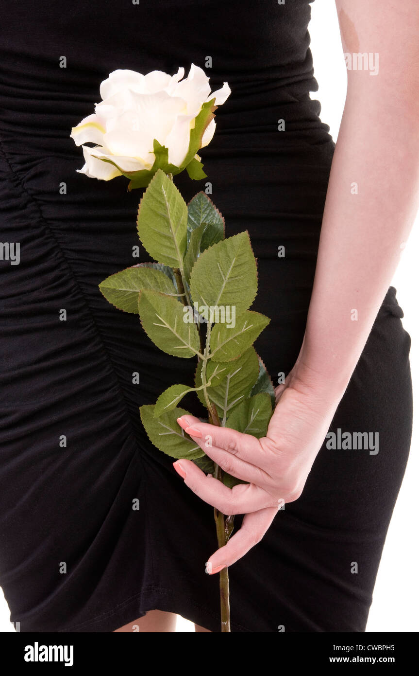 White rose is behind female back in her hand Stock Photo - Alamy