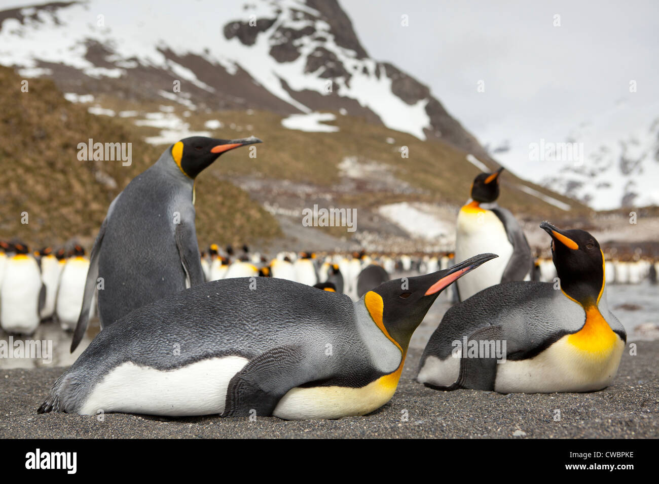 King Penguins Aptenodytes patagonicus on South Georgia South Sandwich ...