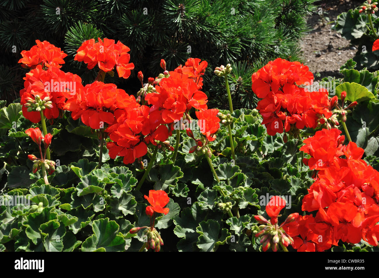 Red Geranium flowers Stock Photo - Alamy