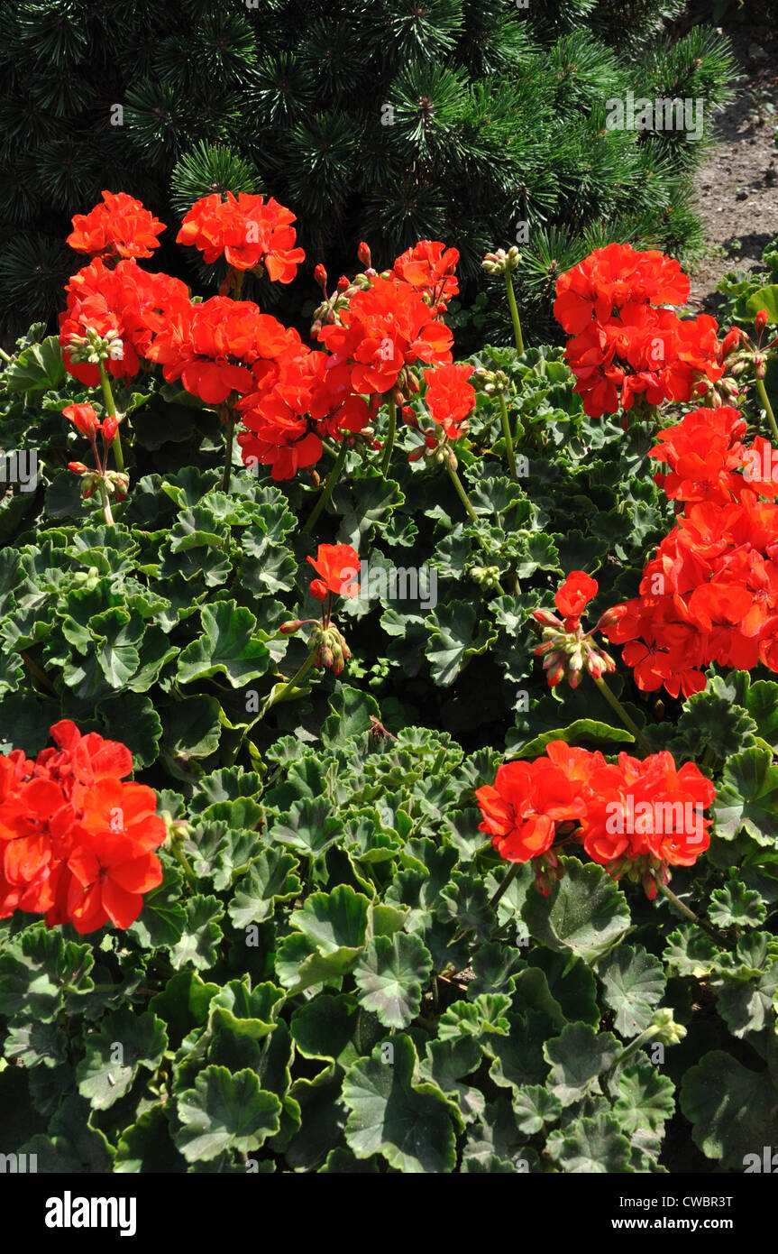 Red Geranium flowers Stock Photo - Alamy
