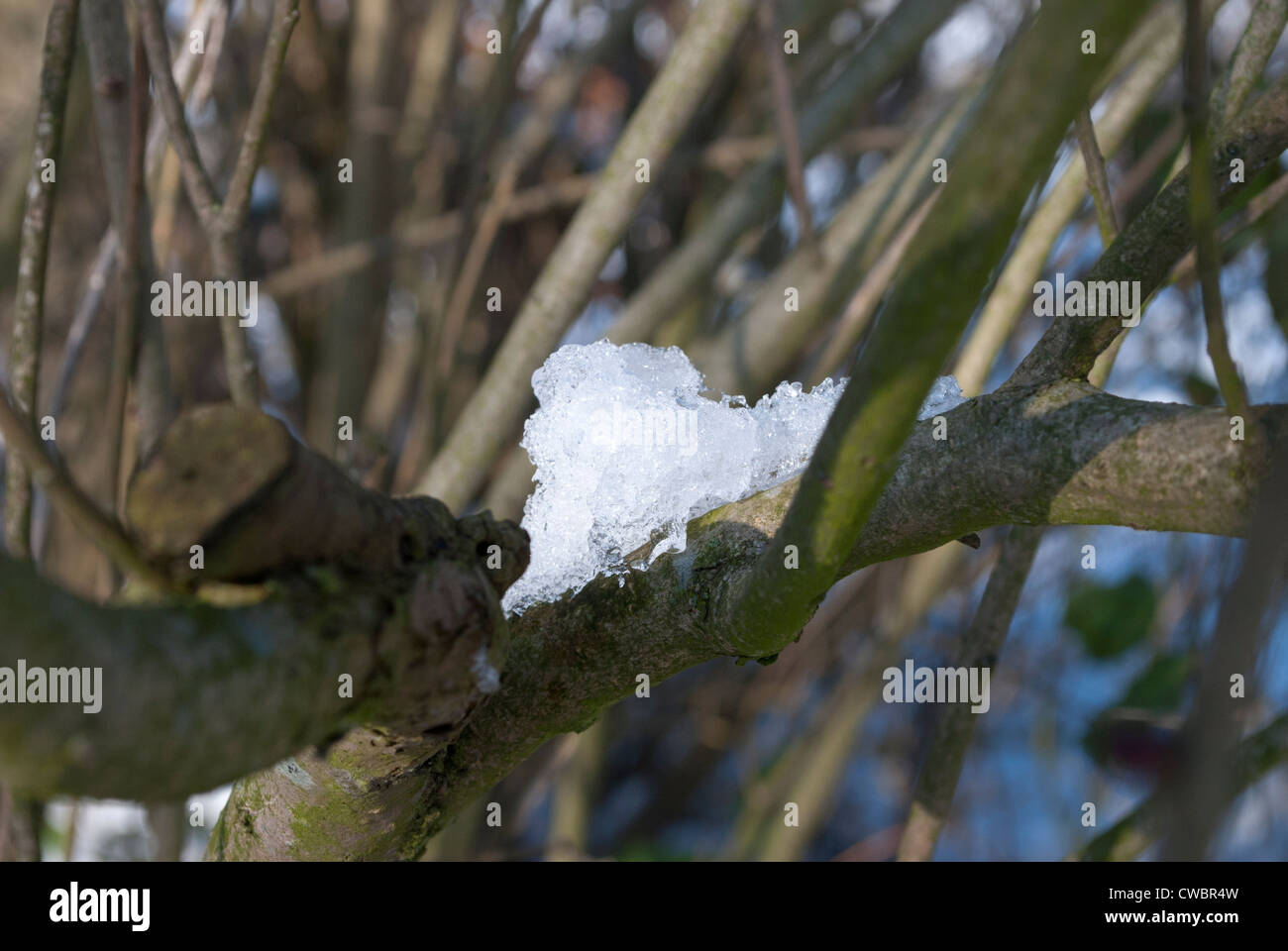 Lump of snow on branch Stock Photo - Alamy