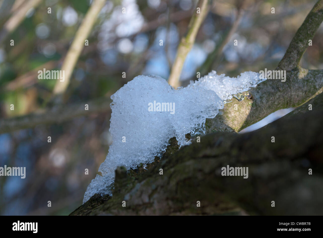 Lump snow on branch hi-res stock photography and images - Alamy
