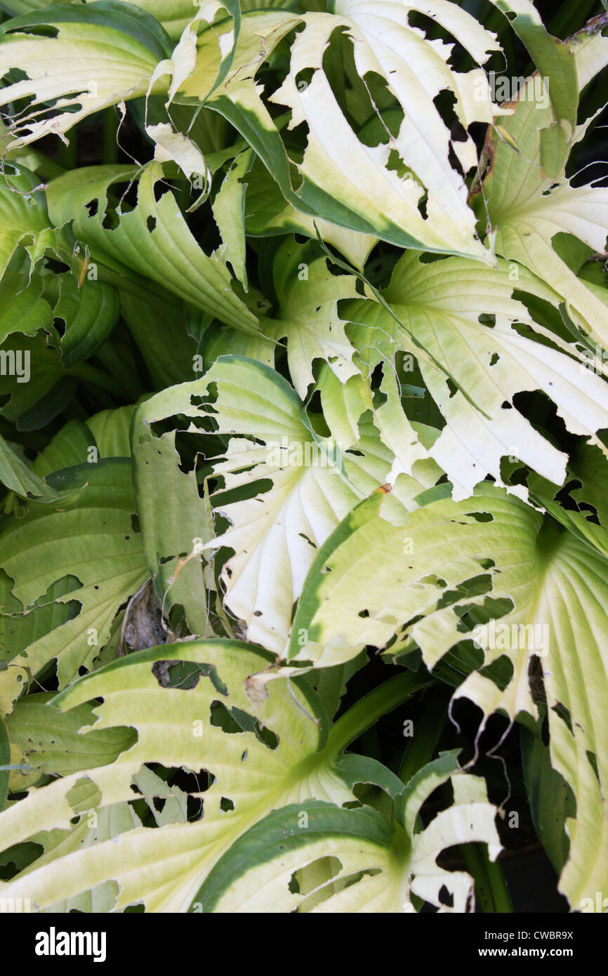 Slug damage to Hosta plants Stock Photo - Alamy