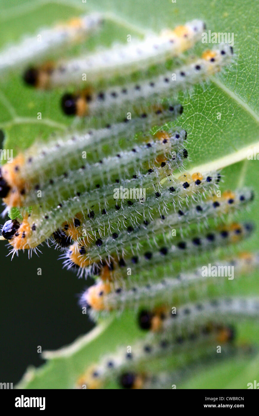 Tiny caterpillars hi-res stock photography and images - Alamy