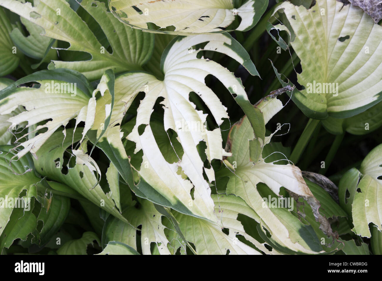 Slug damage to Hosta plants Stock Photo - Alamy