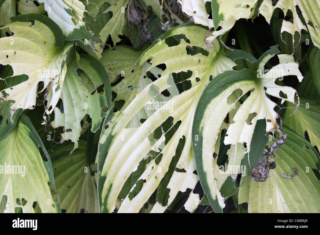 Slug damage to Hosta plants Stock Photo - Alamy