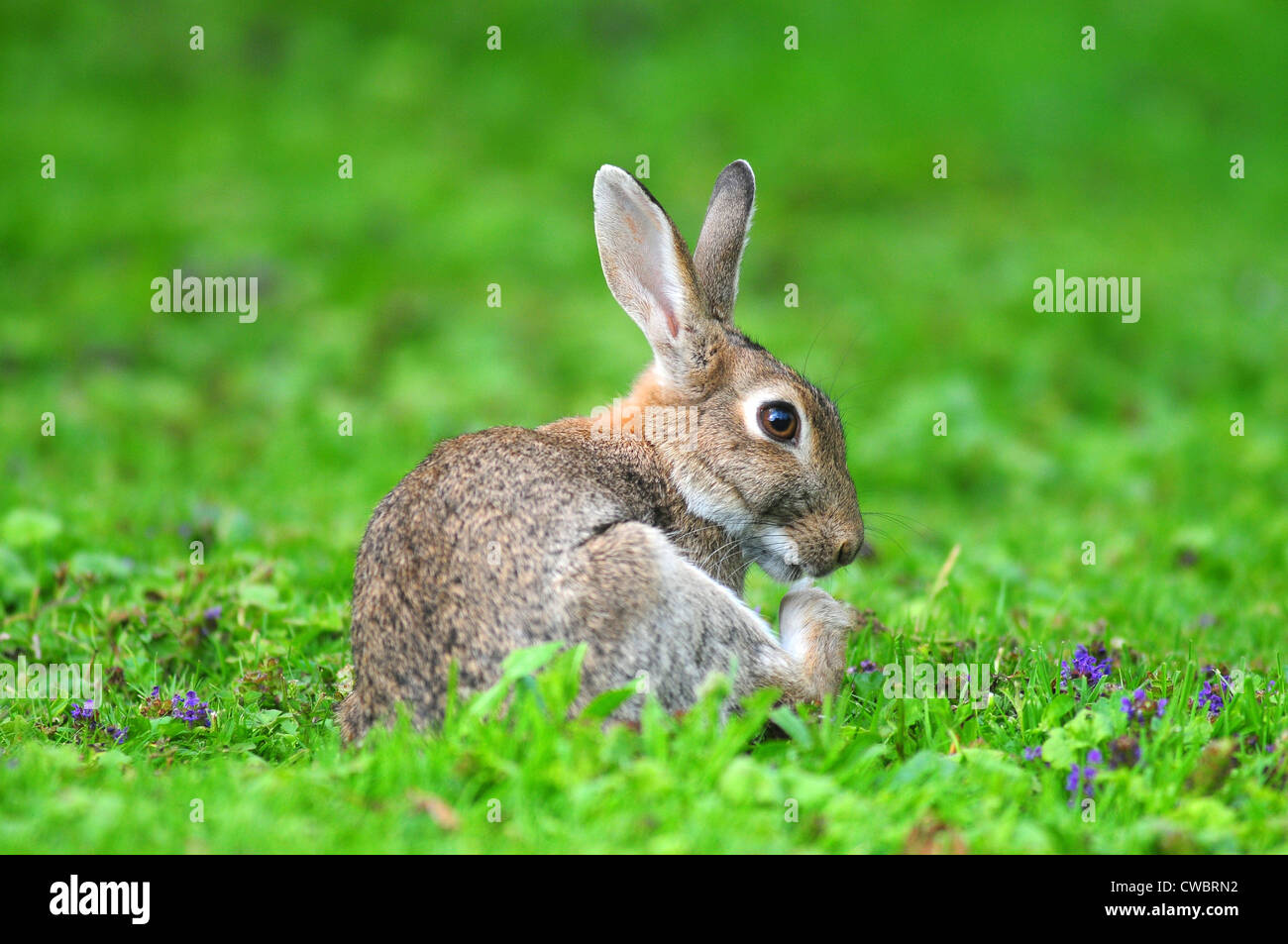 RABBIT Oryctolagus cuniculus Stock Photo - Alamy
