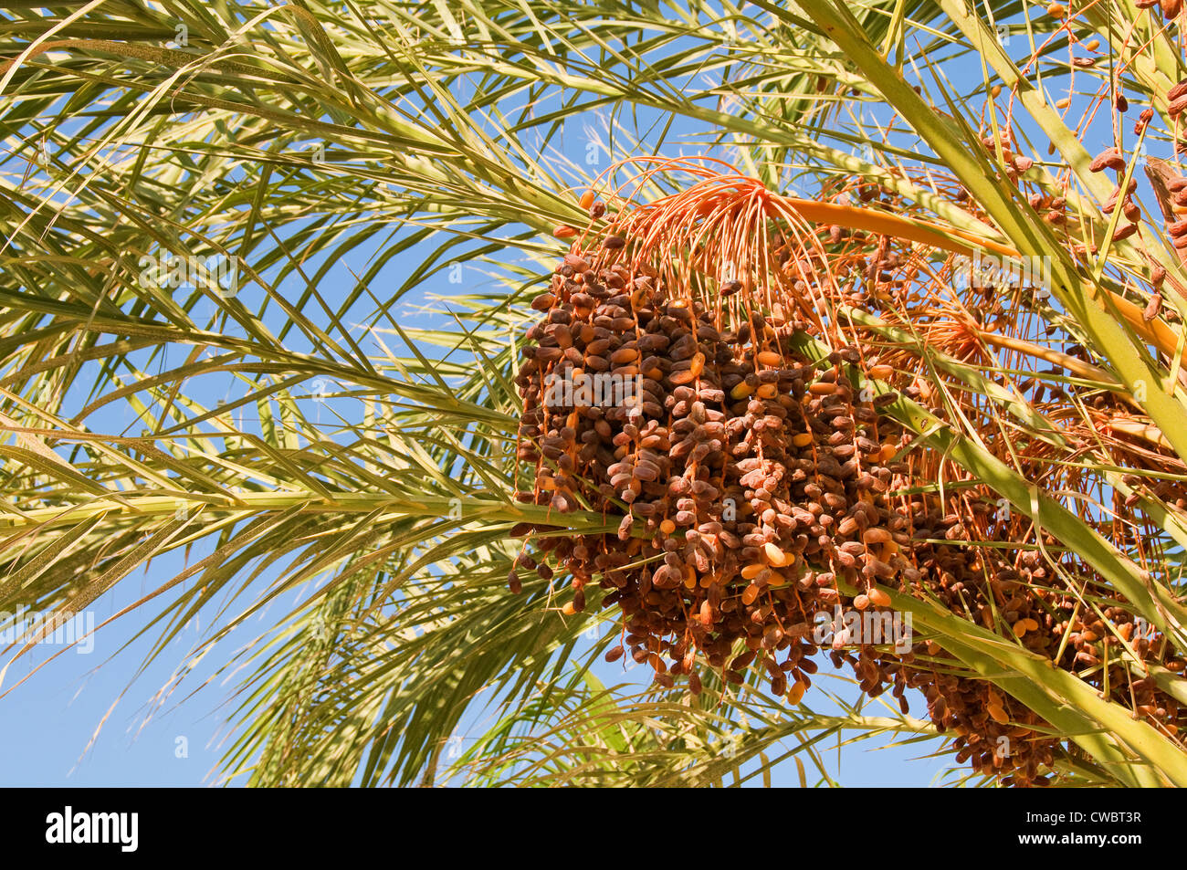 Ripe dates branch on palm tree with blue sky on background Stock Photo ...