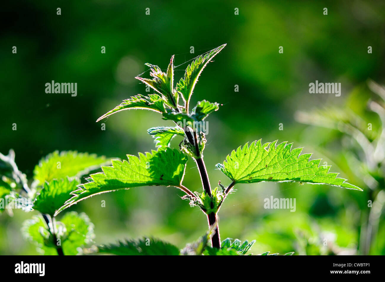 A stinging nettle Stock Photo - Alamy