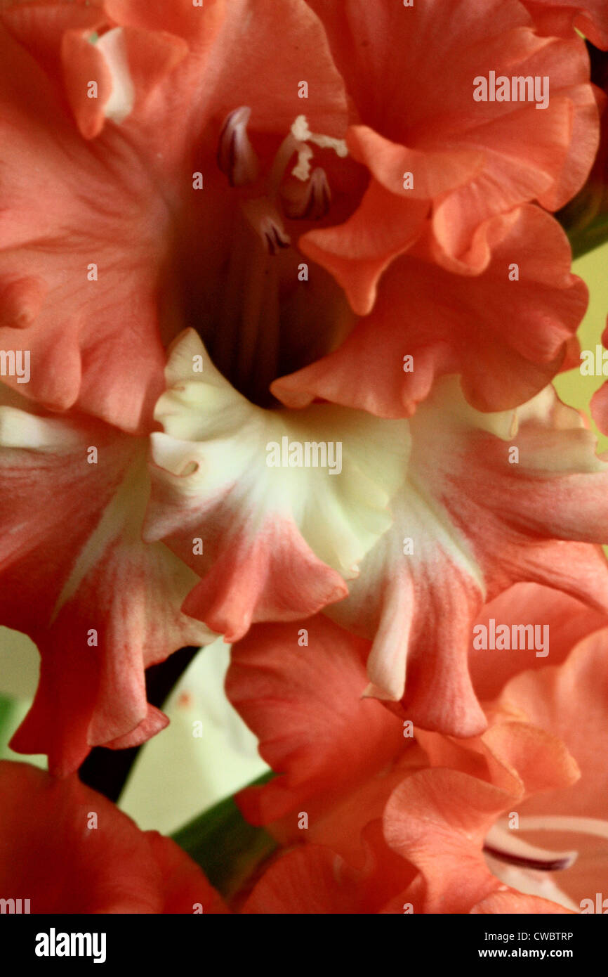 Gladiola flower hi-res stock photography and images - Alamy