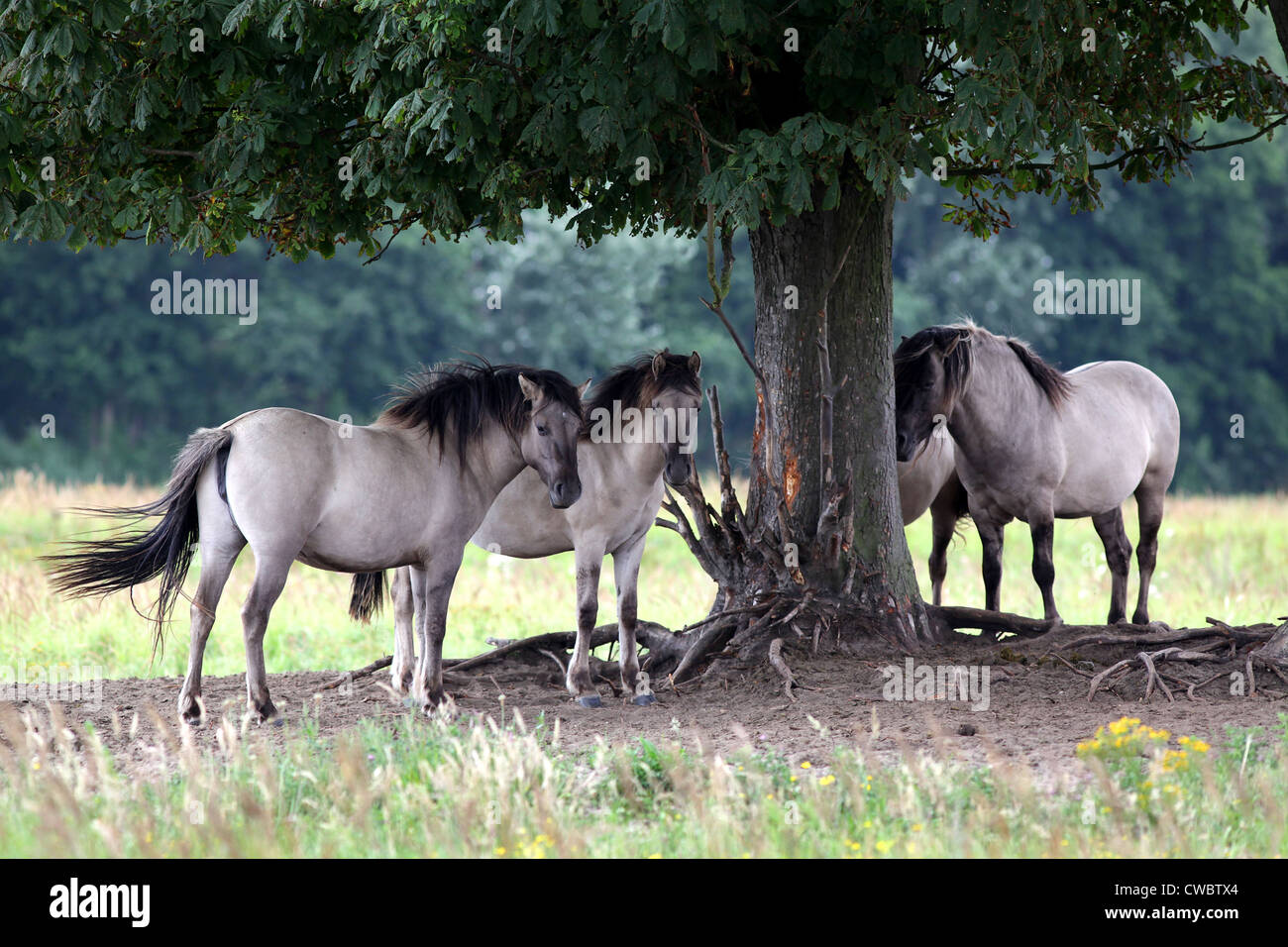 The Konik horse,a Polish breed of pony.Semi-feral populations in some ...