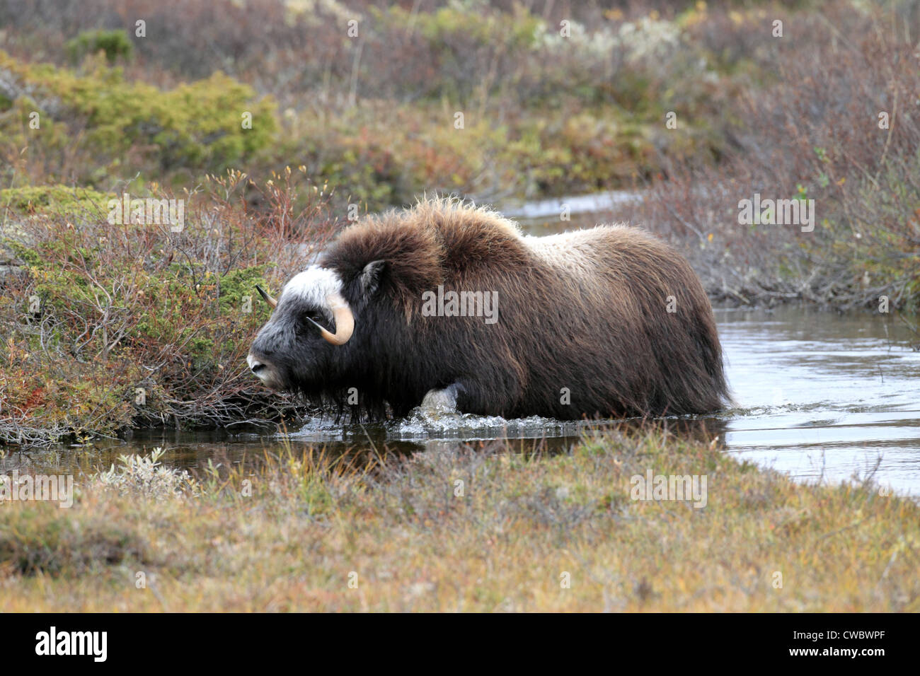 musk ox in dovre national park norway Stock Photo - Alamy