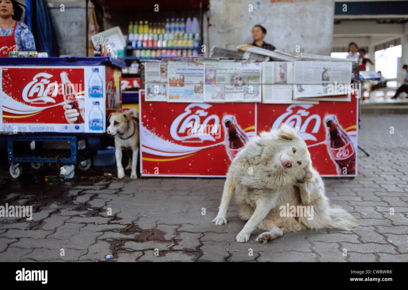 Preening himself dog Stock Photo - Alamy