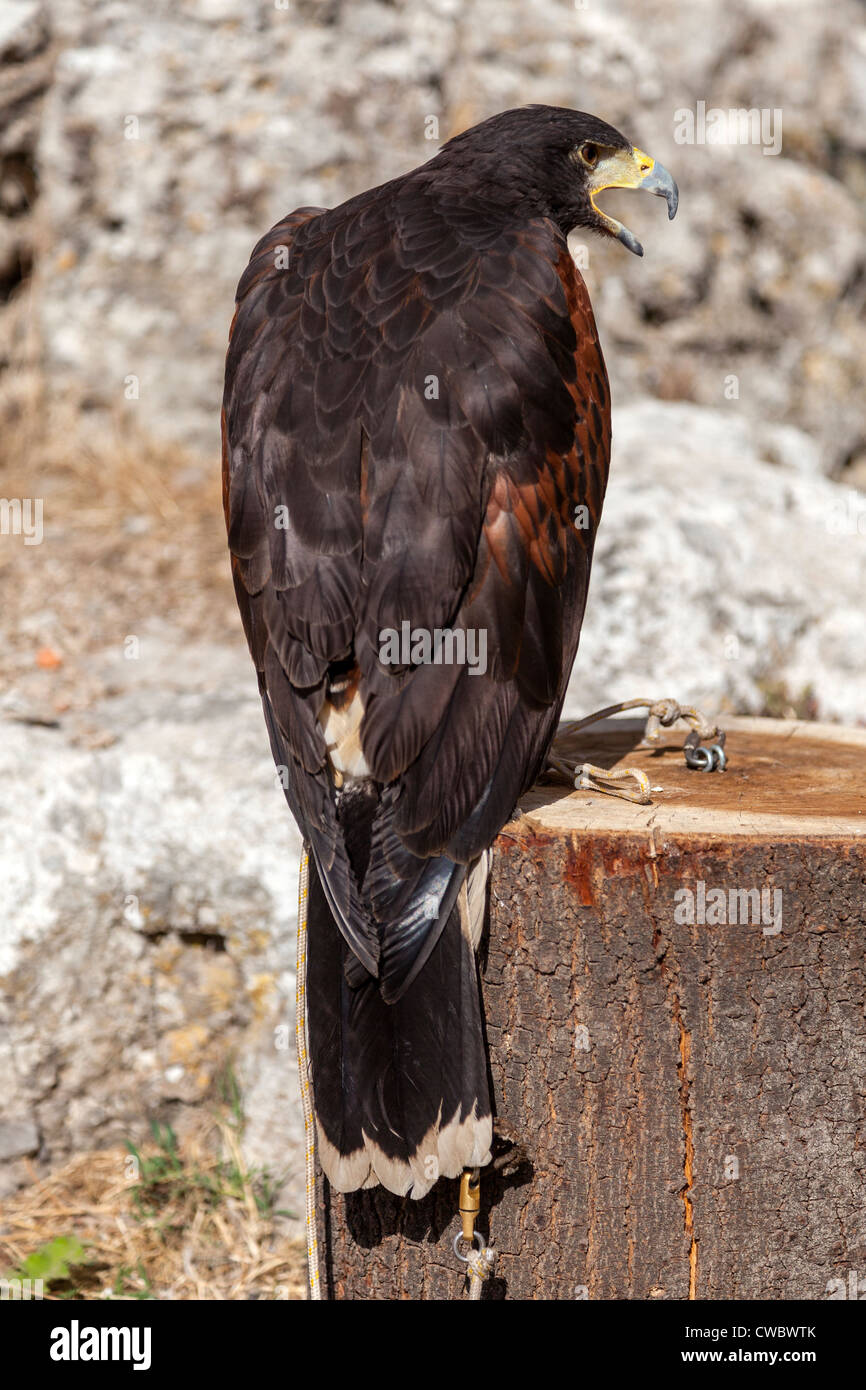 Raptor screaming eagle hi-res stock photography and images - Alamy