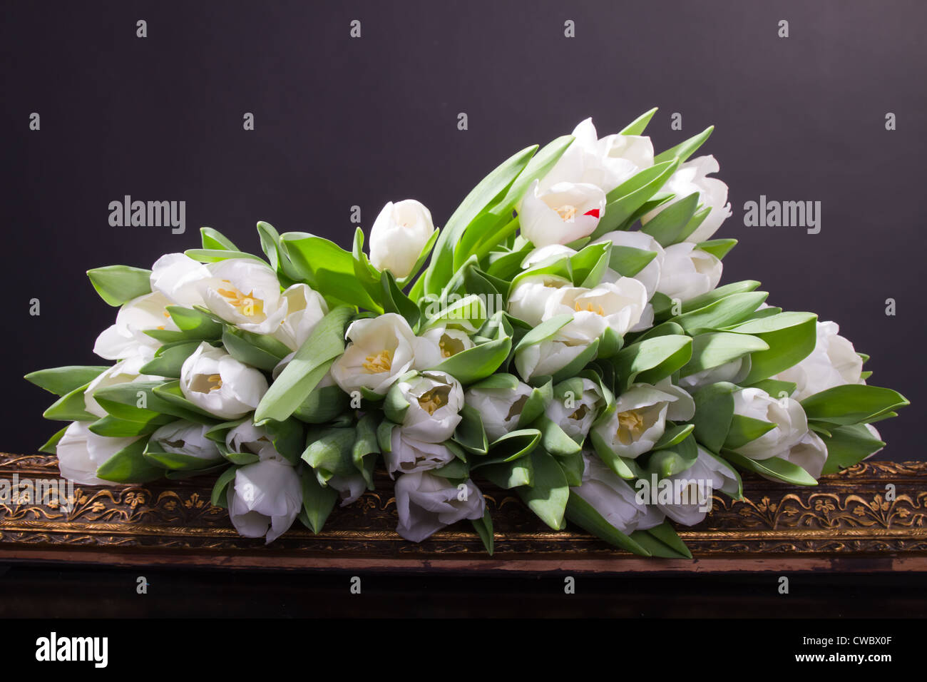 White tulips bunch over dark background Stock Photo - Alamy