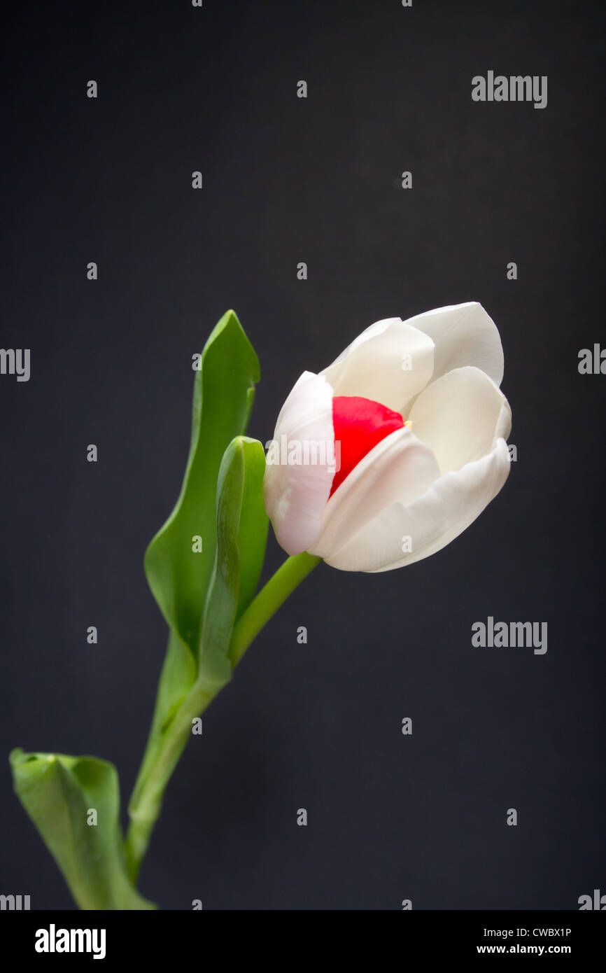 White tulips bunch over dark background Stock Photo - Alamy