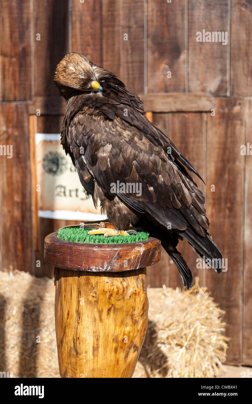 Eagle from a falconry trainer in the Medieval Fair in Óbidos, Portugal ...