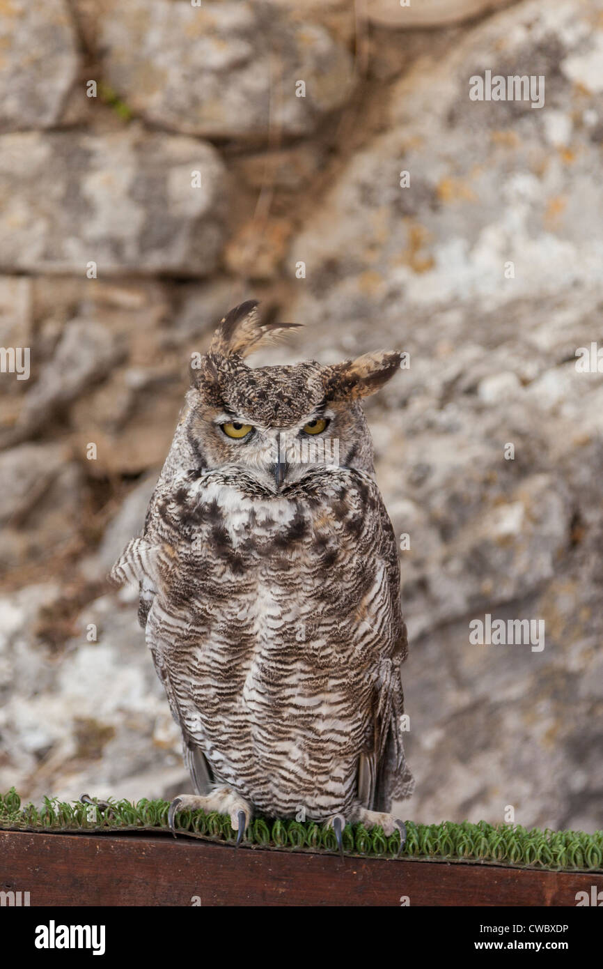 Great Horned Owl camouflaged against the rock, from a falconry trainer ...