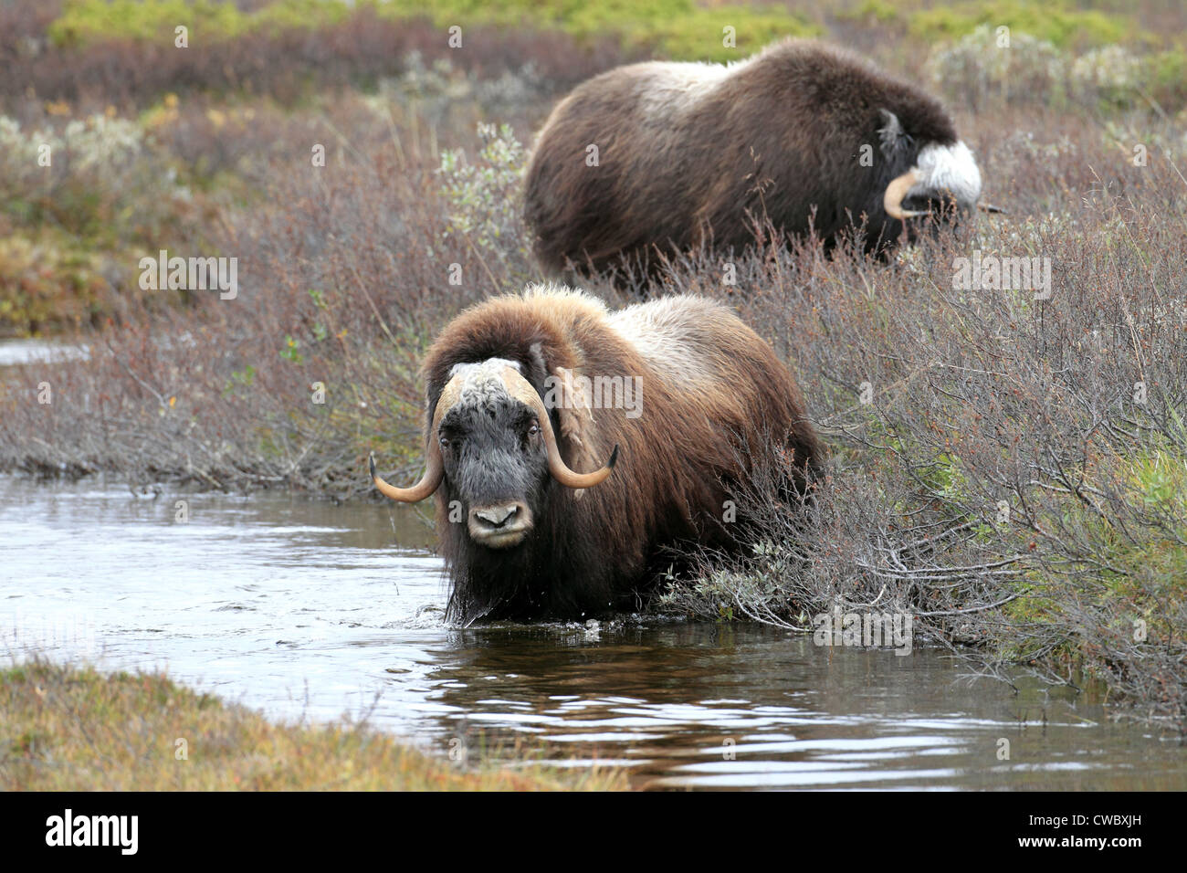 musk ox in dovre national park norway Stock Photo - Alamy