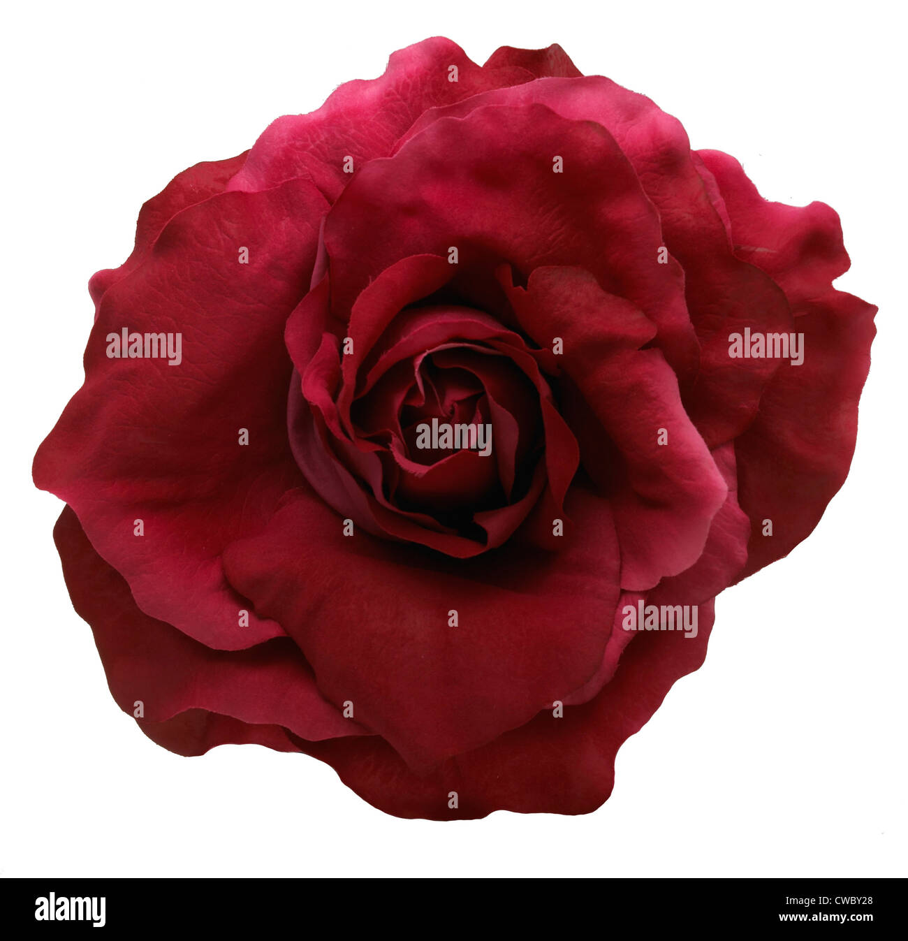 Rose head cut out hi-res stock photography and images - Alamy