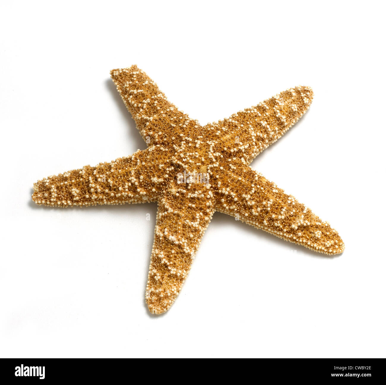 Seabed starfish Cut Out Stock Images & Pictures - Alamy