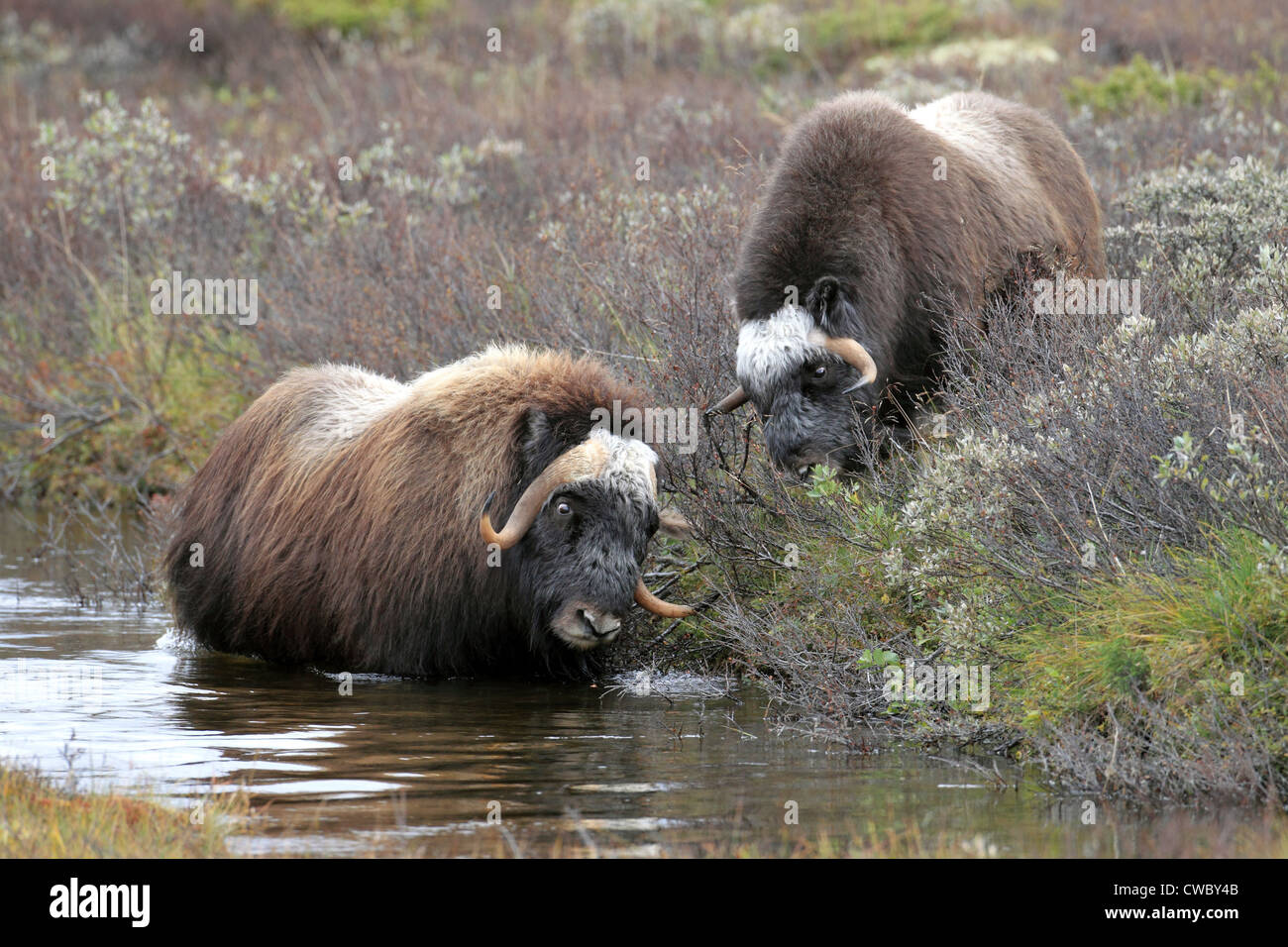 musk ox in dovre national park norway Stock Photo - Alamy