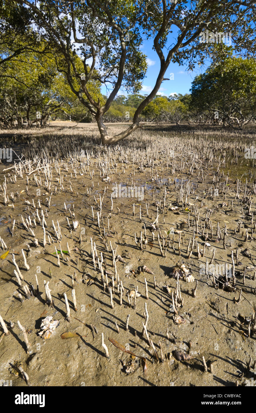 Coastal Mangrove Swamp, Bonnie Vale, Royal National Park, New South ...