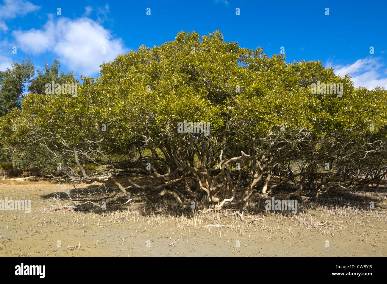 Coastal Mangrove Swamp, Bonnie Vale, Royal National Park, New South ...