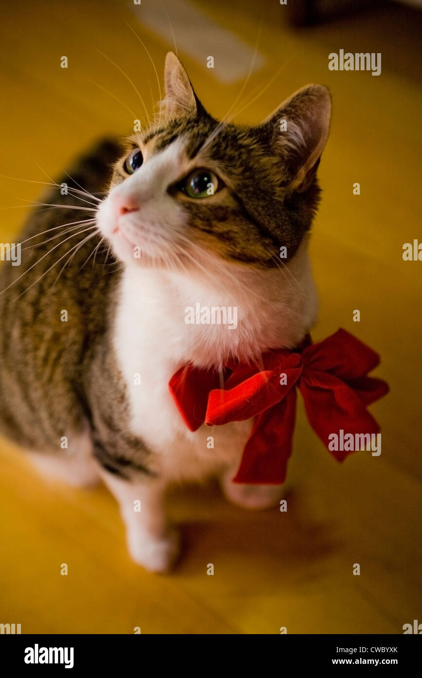 cat with a bow Stock Photo - Alamy