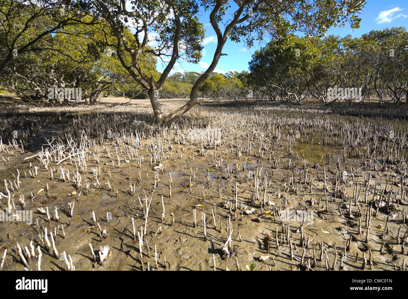 Coastal Mangrove Swamp, Bonnie Vale, Royal National Park, New South ...