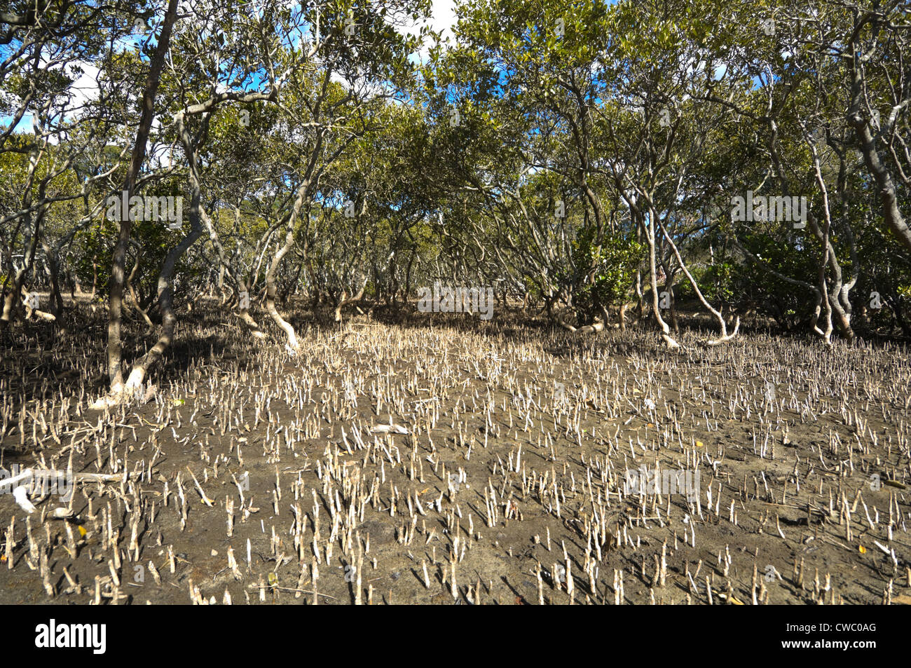 Coastal Mangrove Swamp, Bonnie Vale, Royal National Park, New South ...