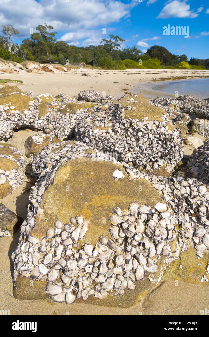 Seashells Hanging on to Rocks, Bonnie Vale, Royal National Park, New ...